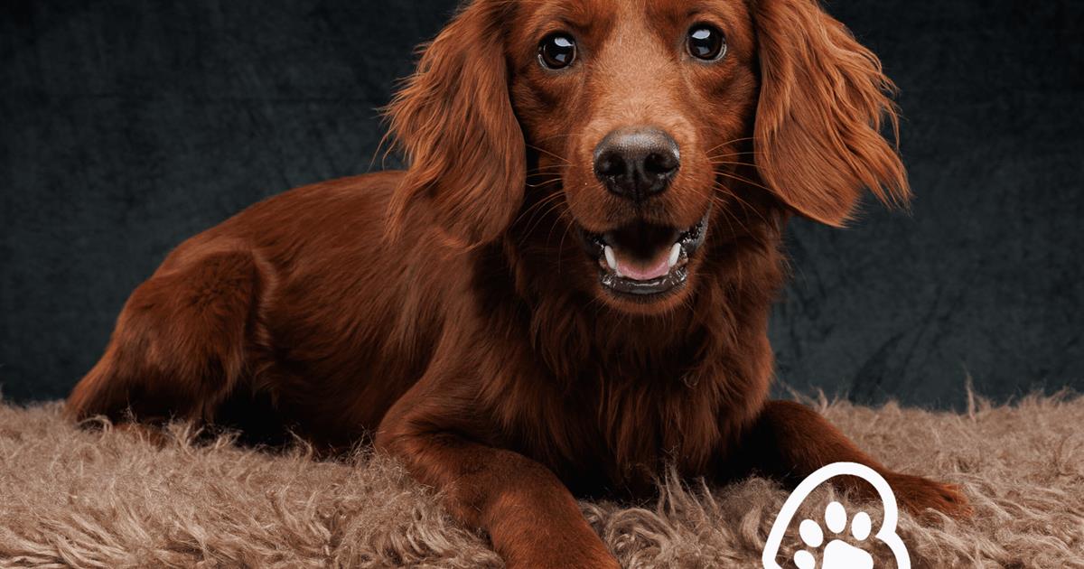 What Is A Red Miniature Golden Retriever?