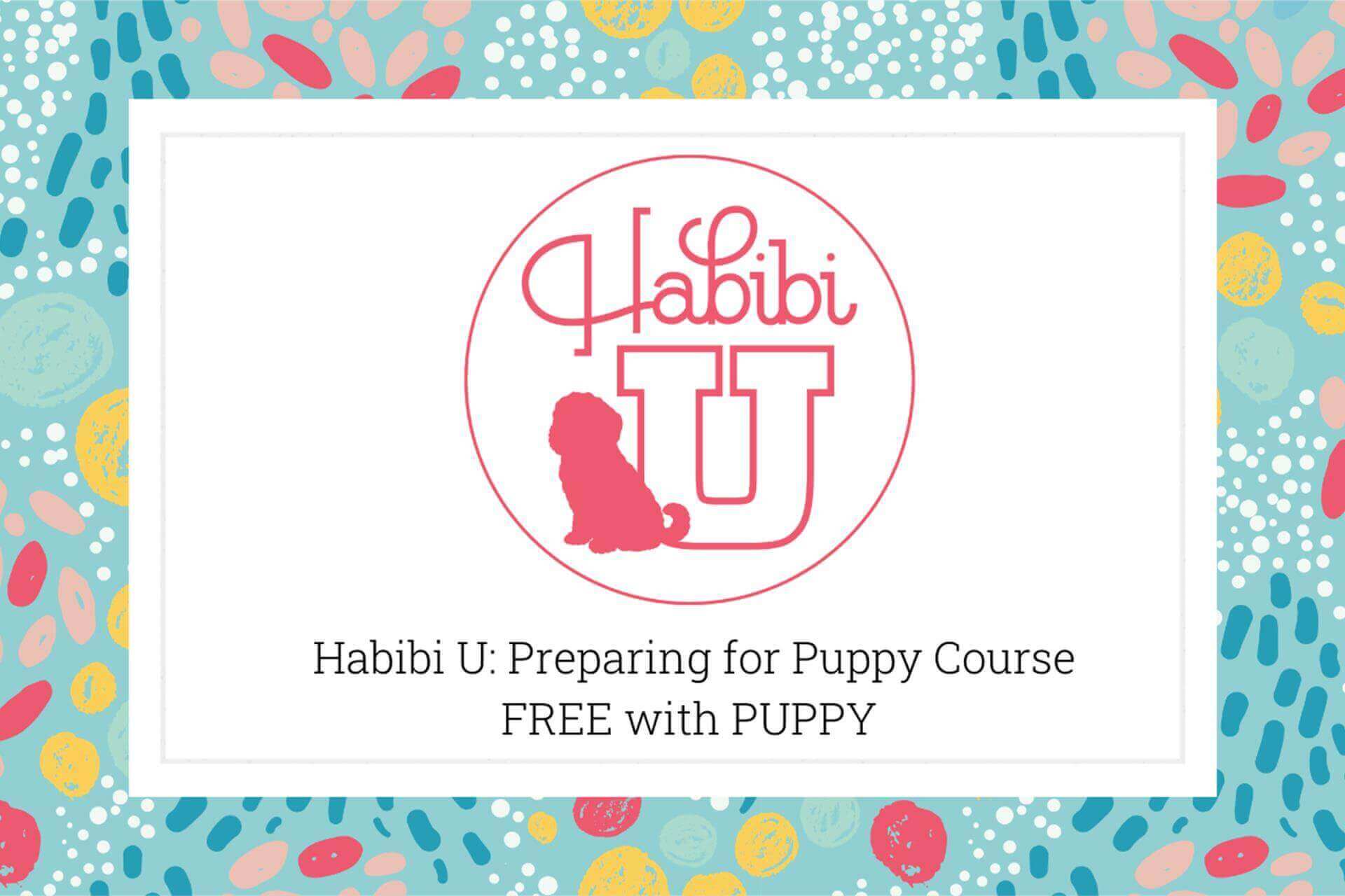 Courses | Habibi Bears | Natural Reared Teddy Bear Puppies in ...