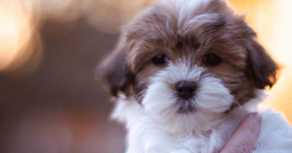 That s The Ticket Clicker Training And Your Habibi Bear Puppy That s The Ticket Clicker Training And Your Habibi Bear Puppy