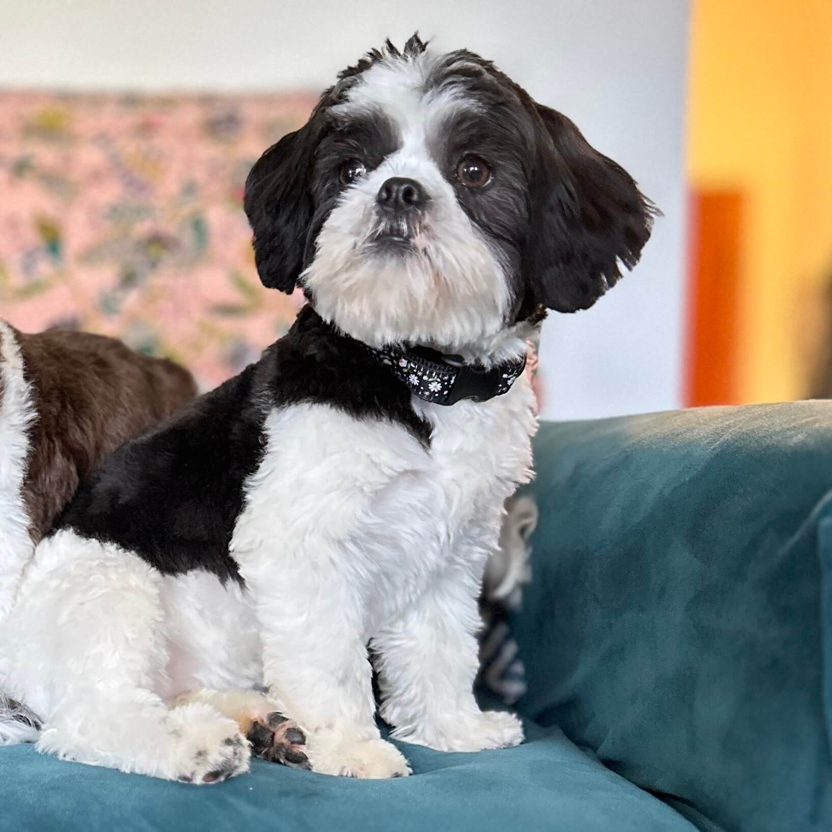 Upcoming Litters | Habibi Bear Puppies