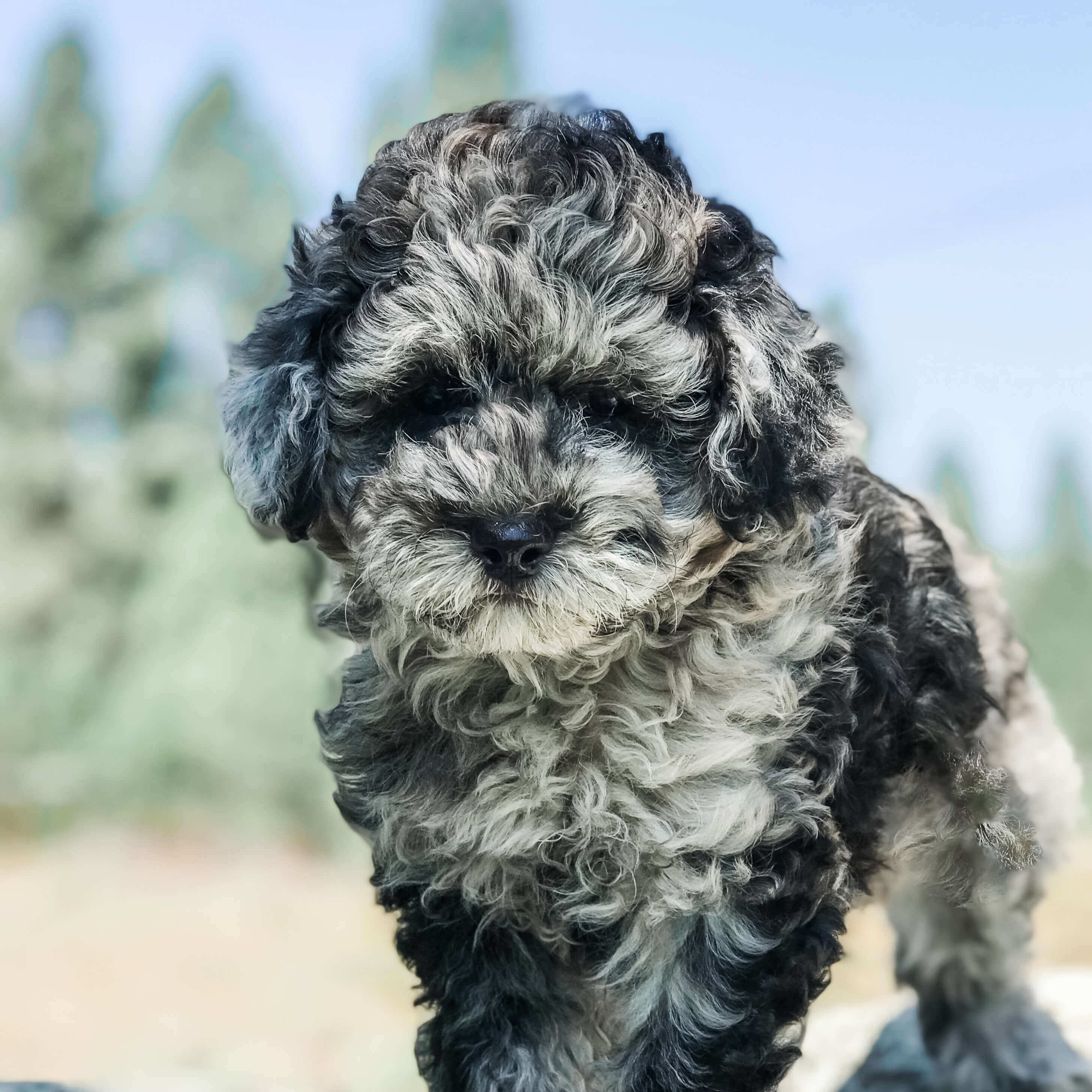 Upcoming Litters | Habibi Bear Puppies