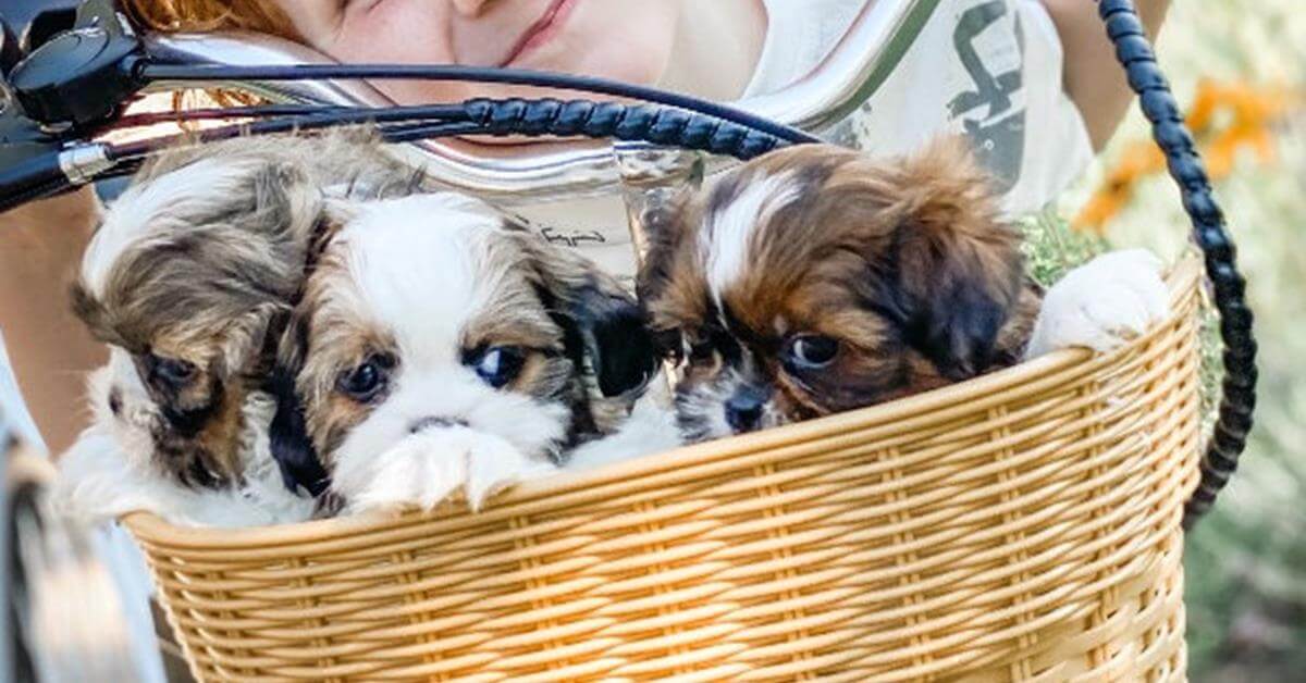 Preparing for Your Puppy | Habibi Bears | Beloved Teddy Bear puppies ...