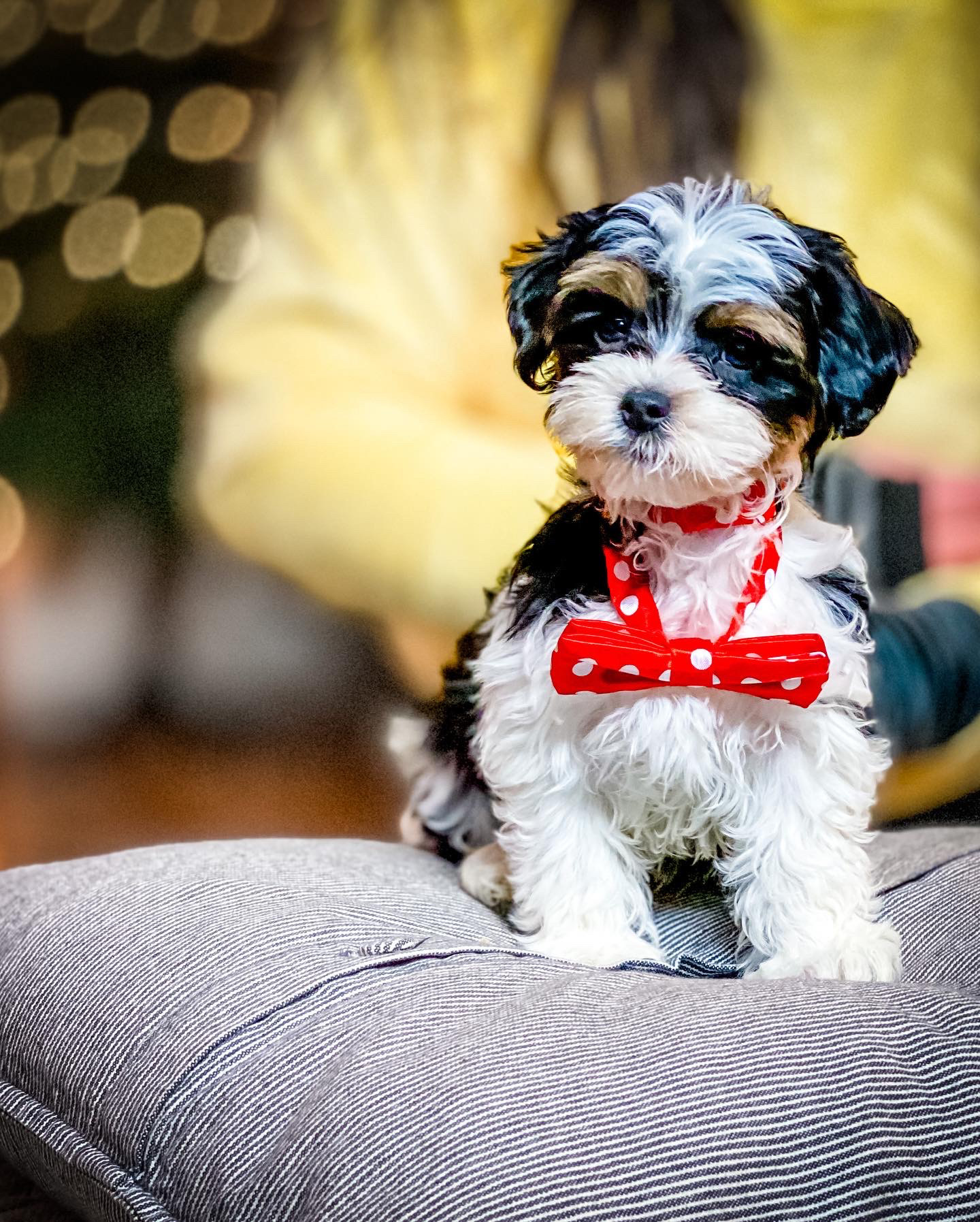 Meet Our Boys | Habibi Bears | Beloved Teddy Bear puppies - trained ...