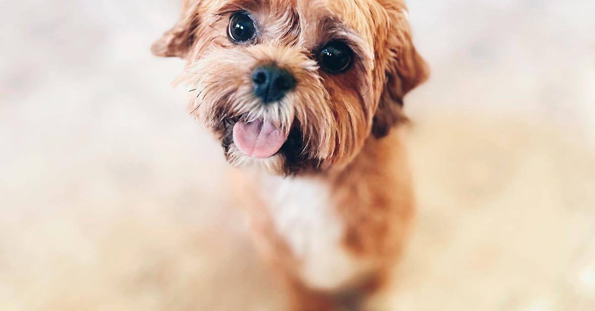 Parenting Kids and Dogs | Habibi Bears | Beloved Teddy Bear puppies ...