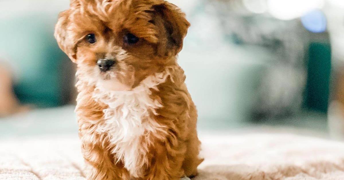 Guardian Dog Program - Guardian Home For Dogs - Habibi Bears