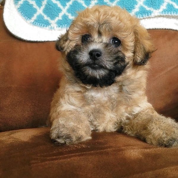 Meet Our Girls | Habibi Bears | Beloved Teddy Bear puppies - trained ...