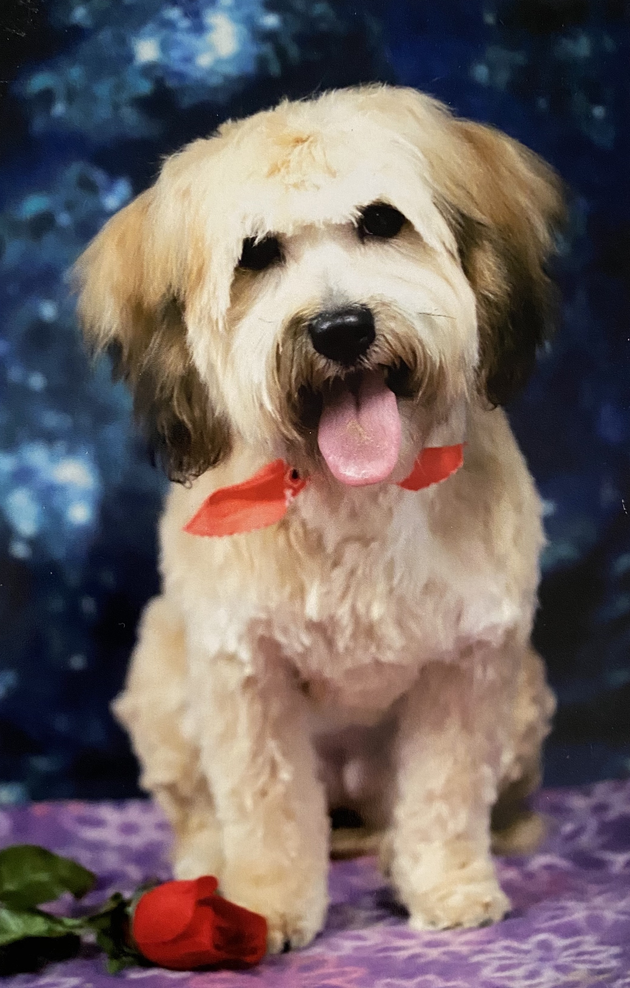 Meet Our Girls | Habibi Bears | Beloved Teddy Bear puppies - trained ...