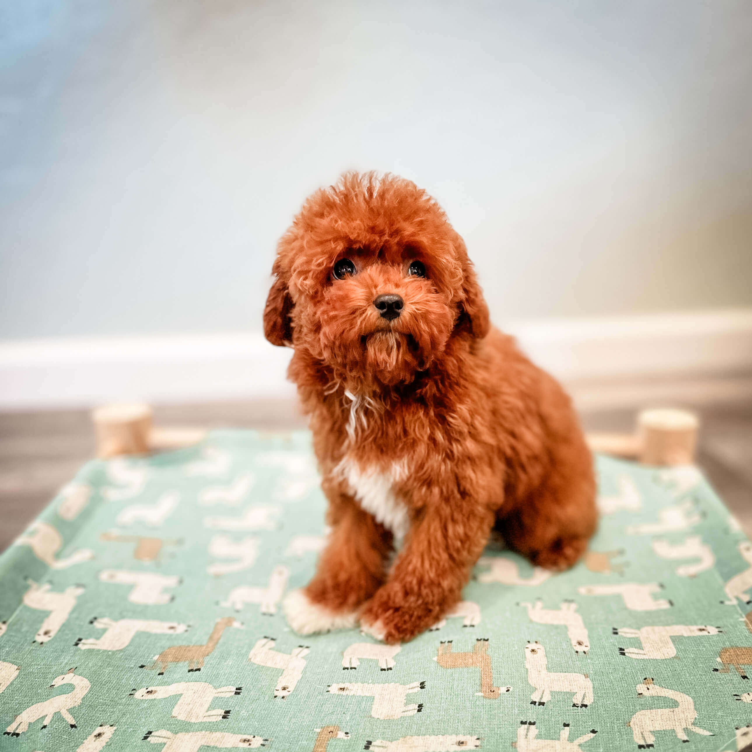 Upcoming Litters | Habibi Bear Puppies