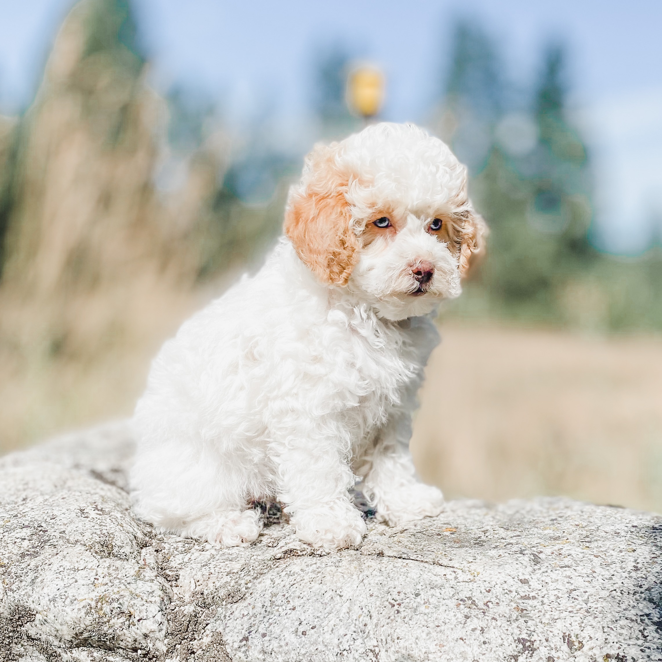 Meet Our Girls | Habibi Bears | Beloved Teddy Bear puppies - trained ...