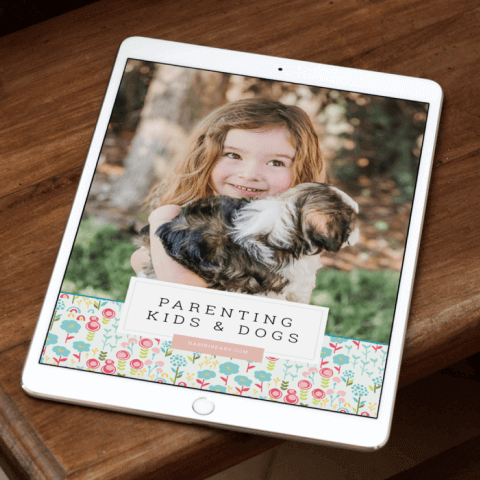 Habibi Bears Teddy Bear Puppies | 34 Years of Happy Home-Raised ...