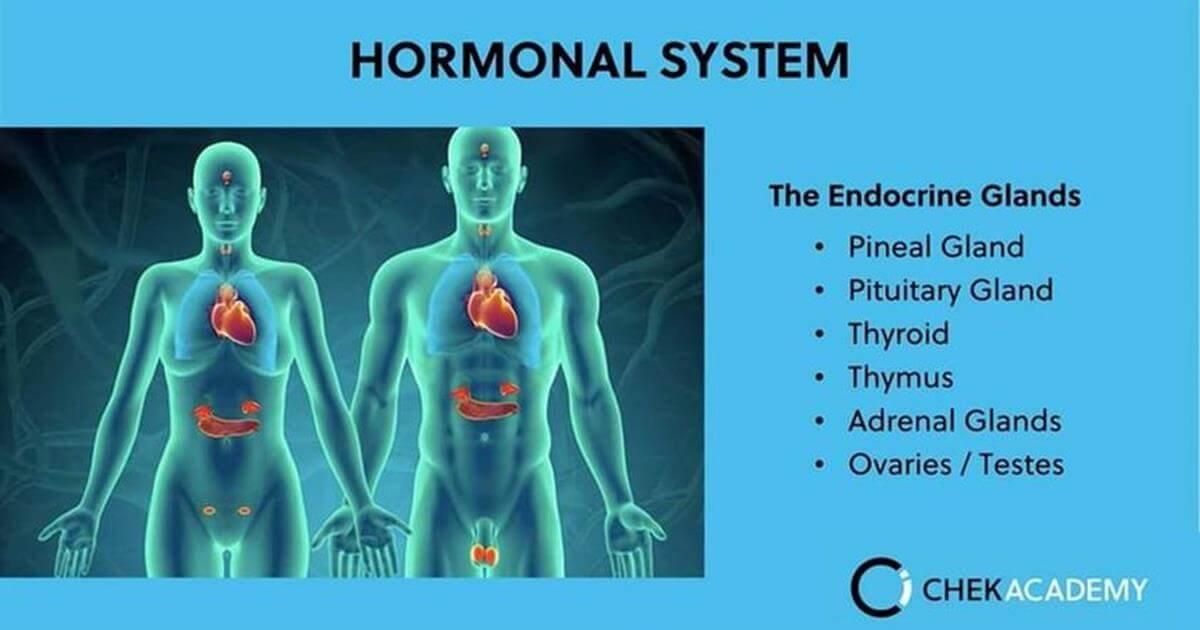 Hormonal System