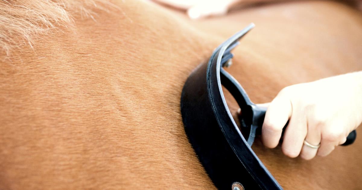 Activating Your Horse’s Skin Health & Vitality